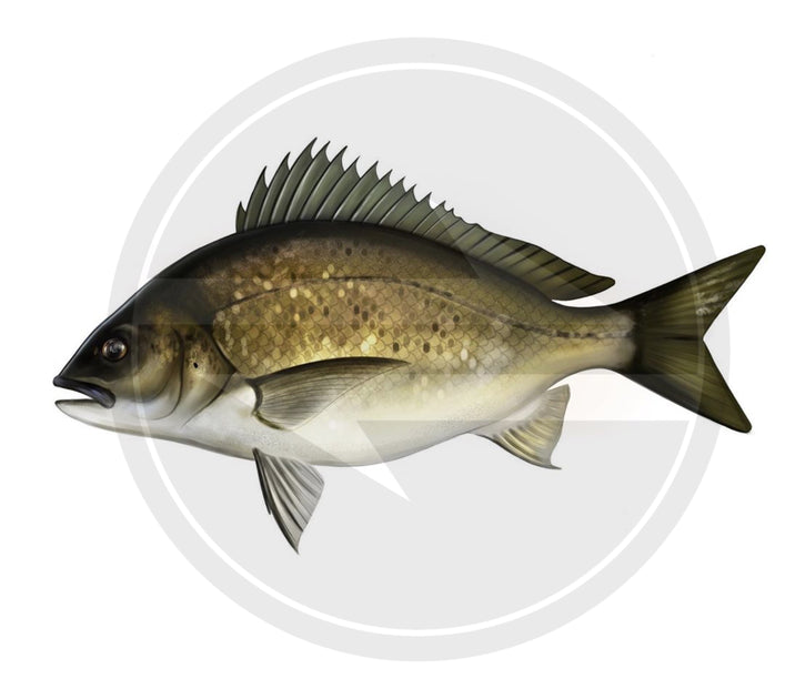Bream Sticker | Razor Edge Lures