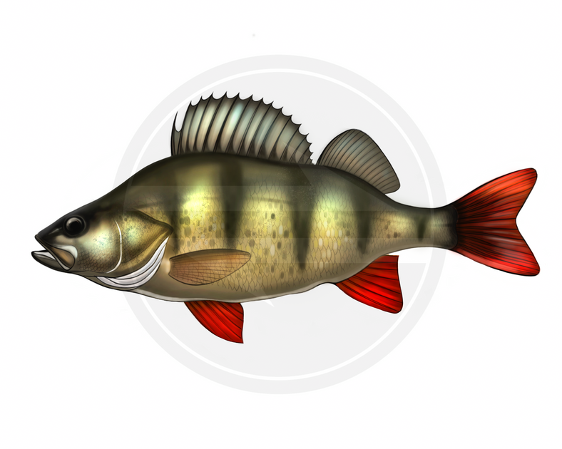 Redfin Sticker | Razor Edge Lures